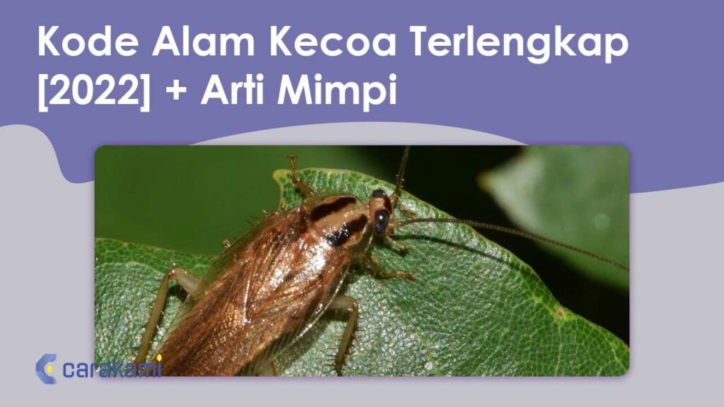 Kode Alam Kucing 2D 3D 4D + Gambar, Erek Erek dan Primbon Terbaru