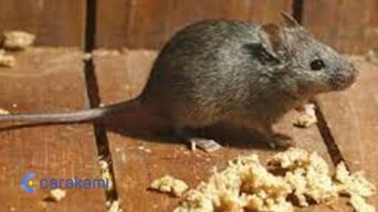 17+ Kode Alam Digigit Tikus Lengkap Dengan Angka Jitu 2D 3D 4D + Arti Mimpi