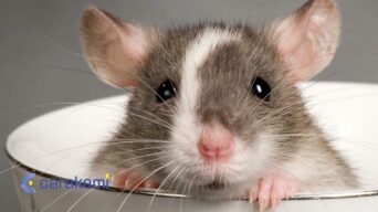 21+ Kode Alam Tikus Jatuh Dari Atap | Angka Main 2D 3D 4D + Arti Mimpi