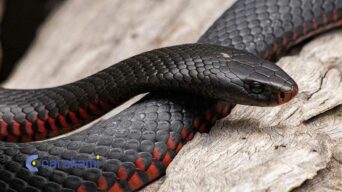 13 Kode Alam Ular Hitam 2D 3D 4D Lengkap