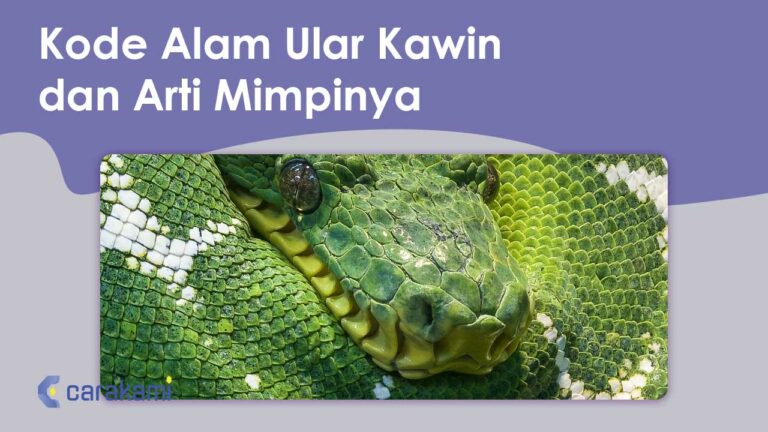 40+ Kode Alam Ular 2D 3D 4D + Gambar, Erek Erek dan Primbon Terbaru