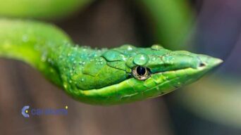 18 Kode Alam Ular Kecil Erek Erek Mimpi 2D 3D 4D Terbaru | News+ on RCTI+