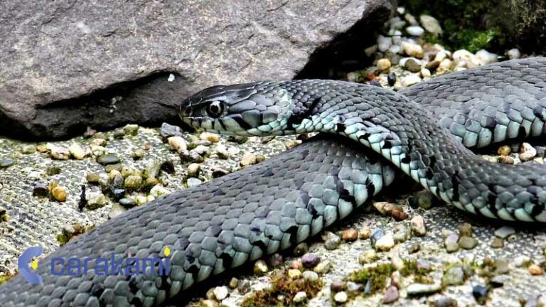 11 Kode Alam Ular Makan Burung Beserta Artinya Lengkap