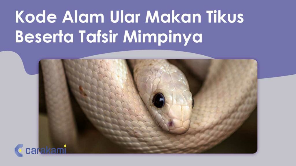 21 Kode Alam Ular Makan Tikus 2D 3D 4D Beserta Tafsir Mimpinya Terbaru