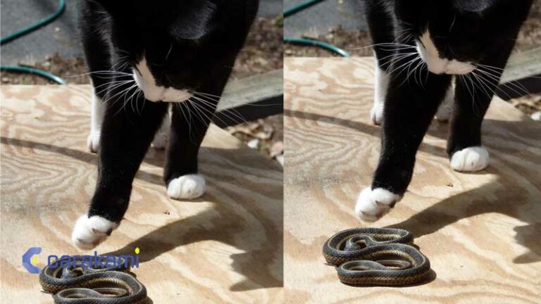 26+ Kode Alam Ular dan Kucing Lengkap Dengan Angka Jitu 2D 3D 4D dan ...