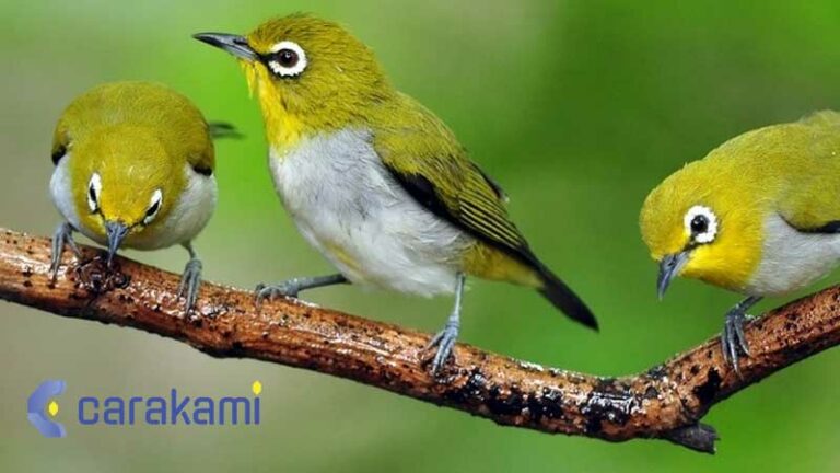 50+ Kode Alam Burung Terbaru dan Akurat