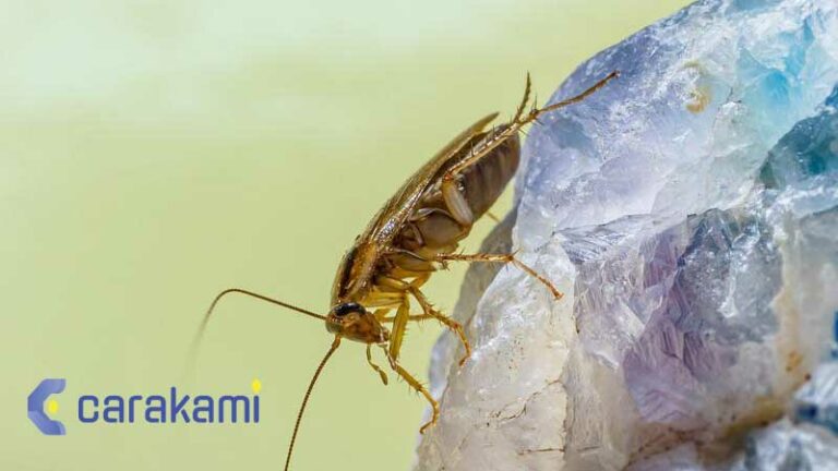 Kode Alam Kecoa Terlengkap [2022] + Arti Mimpi Terbaru