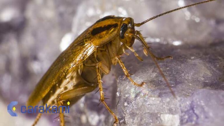 Kode Alam Kejatuhan Kecoa | Angka Jitu 2D 3D 4D Terbaru