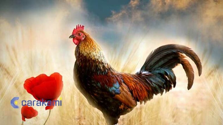 44+ Kode Alam Ayam Dimakan Kucing | Angka Jitu 2D 3D 4D + Tafsir Mimpi ...