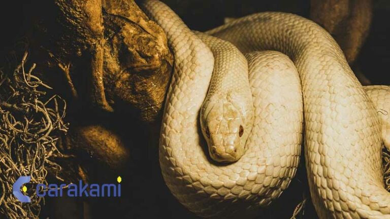 28 Kode Alam Melihat Sisik Ular Beserta Tafsir Mimpinya Terbaru