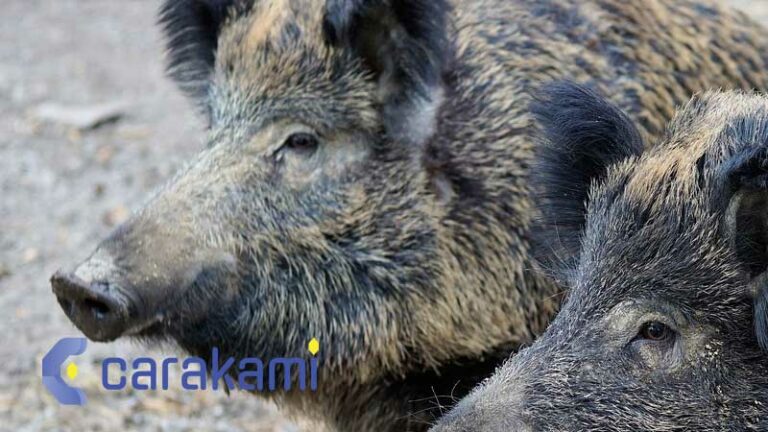 10+ Kode Alam Babi Hutan 2D 3D 4D 99% Akurat Terbaru