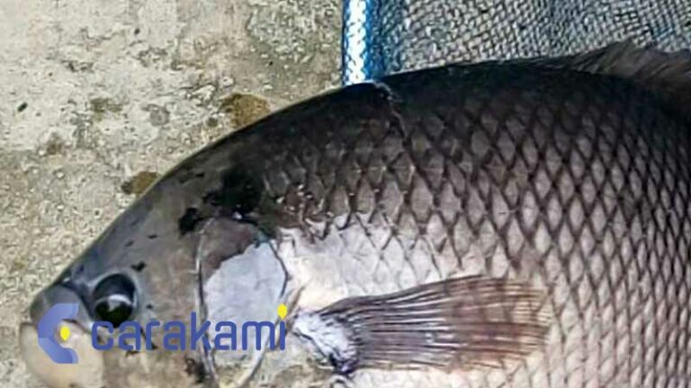 20+ Kode Alam Ikan Gurame 2D 3D 4D + Arti Mimpi Terbaru