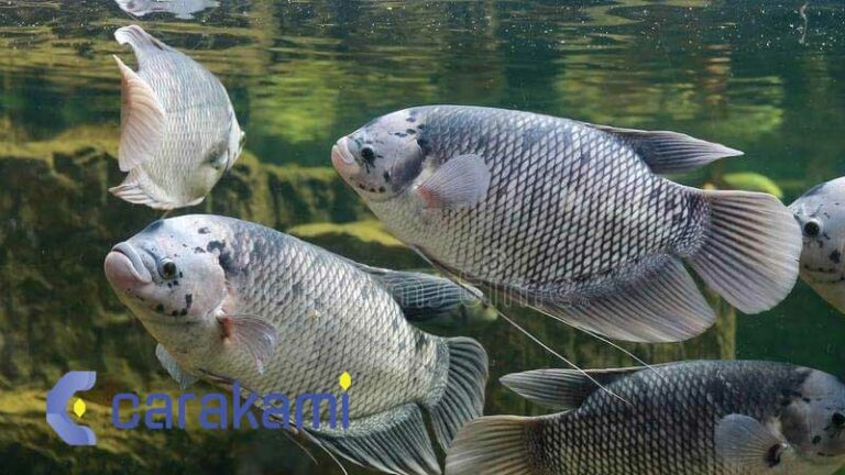 20+ Kode Alam Ikan Gurame 2D 3D 4D + Arti Mimpi Terbaru