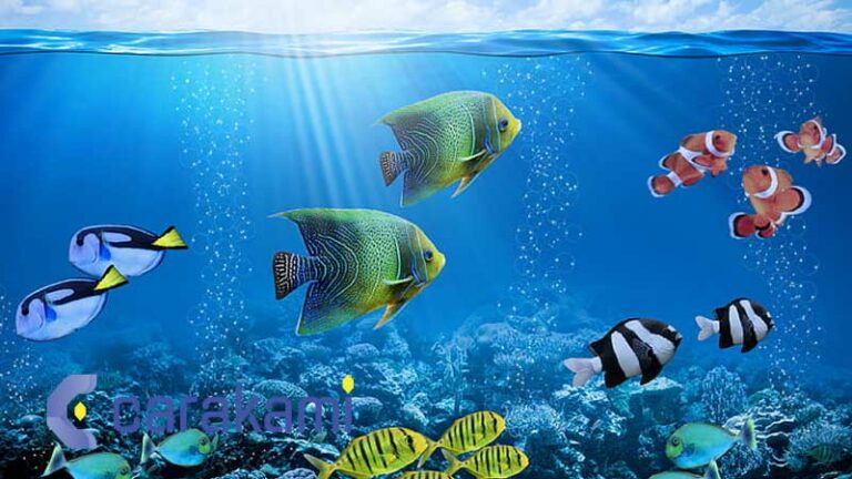 10+ Kode Alam Ikan 2D 3D 4D + Arti Mimpi Ikan Terbaru
