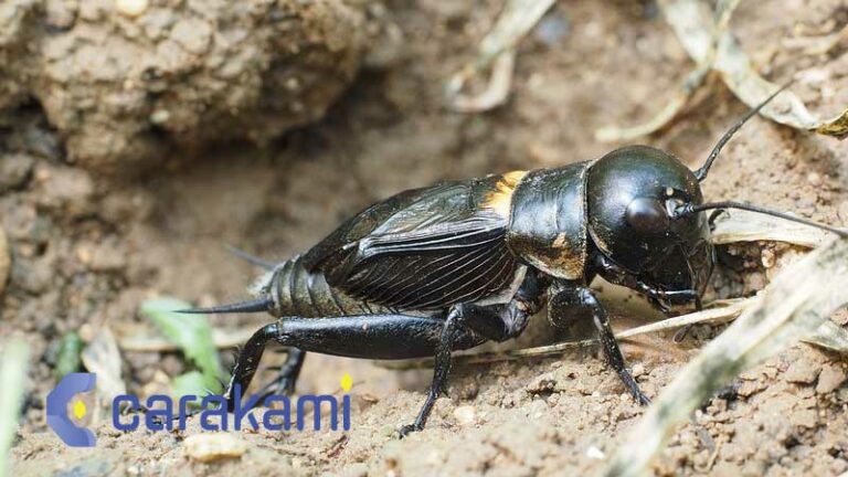 20+ Kode Alam Jangkrik 2D 3D 4D Terakurat Terbaru 20+ Kode Alam Jangkrik 2D 3D 4D Terakurat Terbaru