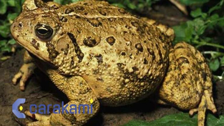 15+ Kode Alam Kodok 2D 3D 4D + Arti Mimpi Kodok Terbaru