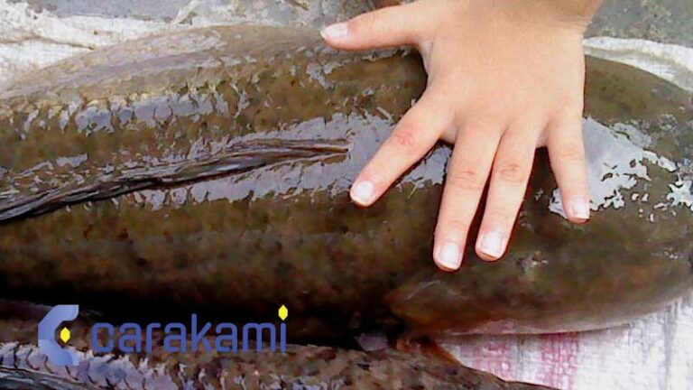 20+ Kode Alam Ikan Gabus 2D 3D 4D + Arti Mimpi Terbaru