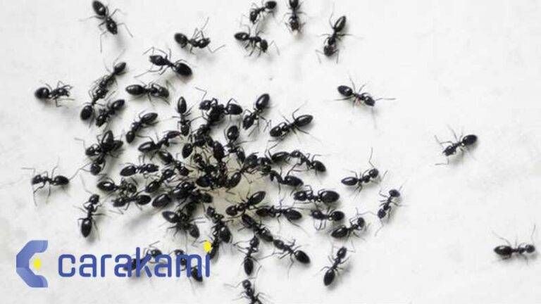 10+ Kode Alam Semut Hitam 2D 3D 4D + Arti Mimpi Terbaru