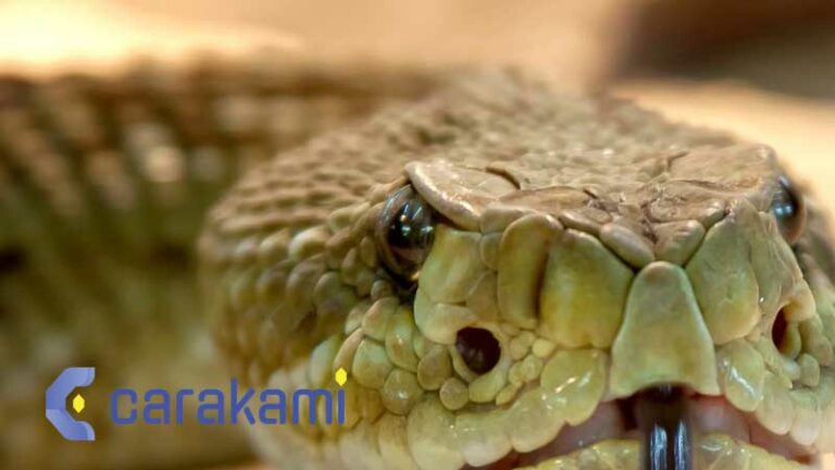 11 Kode Alam Ular Makan Ular Beserta Arti Mimpinya Terbaru