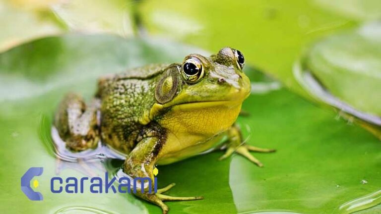 20+ Kode Alam Katak Masuk Rumah 2D 3D 4D 99% Akurat Terbaru
