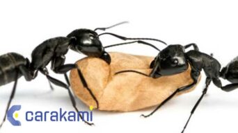 10+ Kode Alam Semut Hitam 2D 3D 4D + Arti Mimpi Terbaru