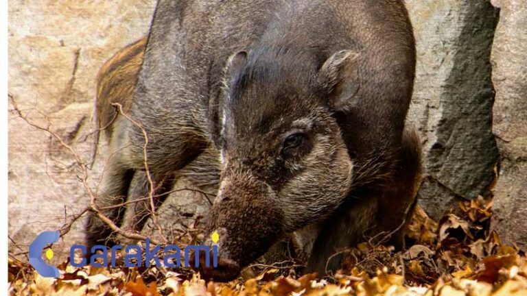 30+ Kode Alam Babi Beranak 2D 3D 4D 99% Akurat Terbaru