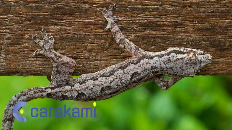 15+ Kode Alam Cicak Kawin Beserta Tafsir Mimpinya Terbaru