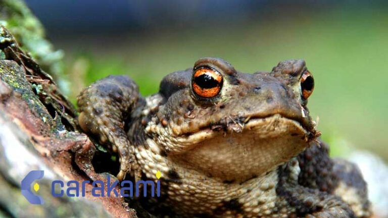 18+ Kode Alam Kodok Lompat 2D 3D 4D + Arti Mimpi Terbaru