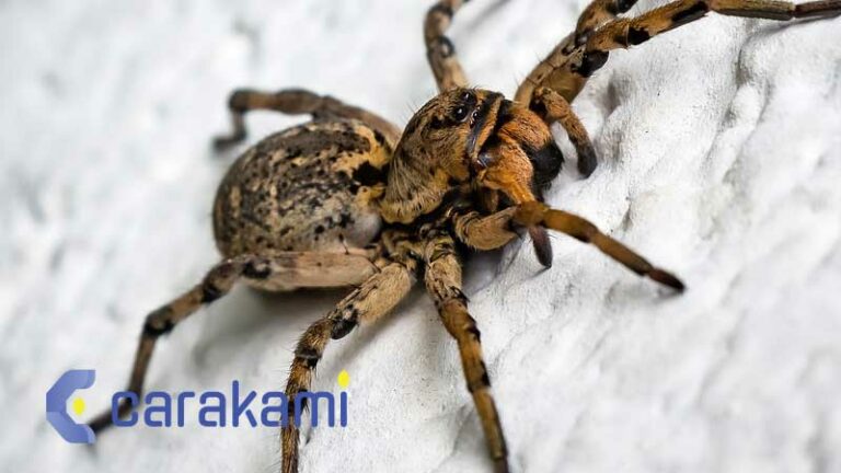 20+ Kode Alam Laba-Laba 2D 3D 4D Akurat Terbaru