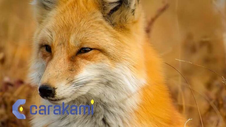 Kode Alam Binatang 2D 3D 4D + Gambar, Erek Erek dan Primbon Terbaru