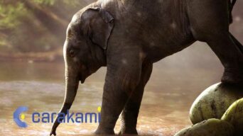 Kode Alam Binatang 2D 3D 4D + Gambar, Erek Erek dan Primbon Terbaru
