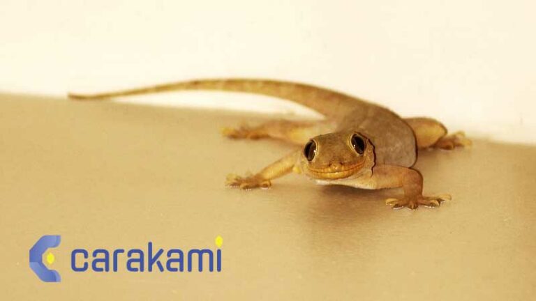 30+ Kode Alam Cicak 2D 3D 4D + Gambar, Erek Erek dan Primbon Terbaru