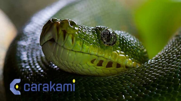 40+ Kode Alam Ular 2D 3D 4D + Gambar, Erek Erek dan Primbon Terbaru