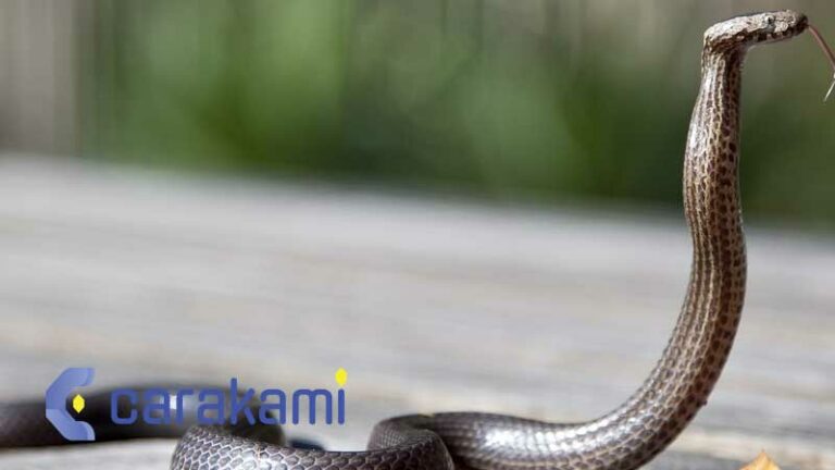 40+ Kode Alam Ular 2D 3D 4D + Gambar, Erek Erek dan Primbon Terbaru