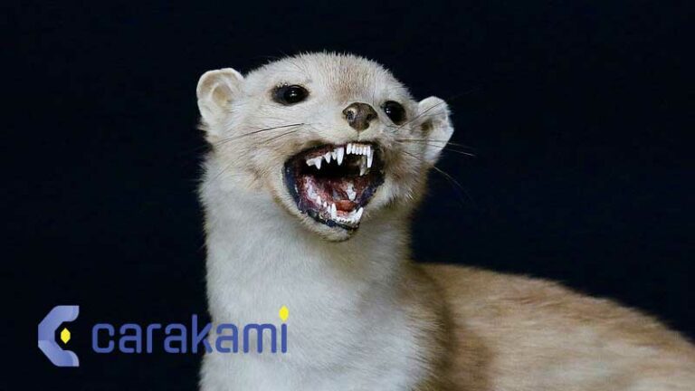 20+ Kode Alam Musang Masuk Rumah 2D 3D 4D 100% Akurat Terbaru