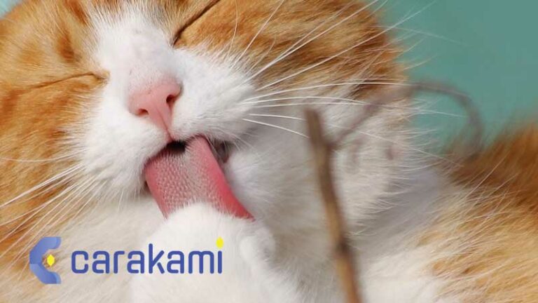 Kode Alam Kucing 2D 3D 4D + Gambar, Erek Erek dan Primbon Terbaru