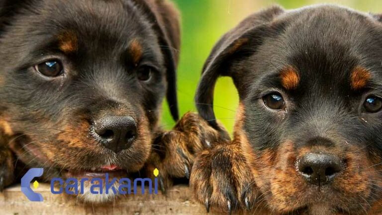 40+ Kode Alam Anjing 2D 3D 4D + Gambar, Erek Erek dan Primbon Terbaru